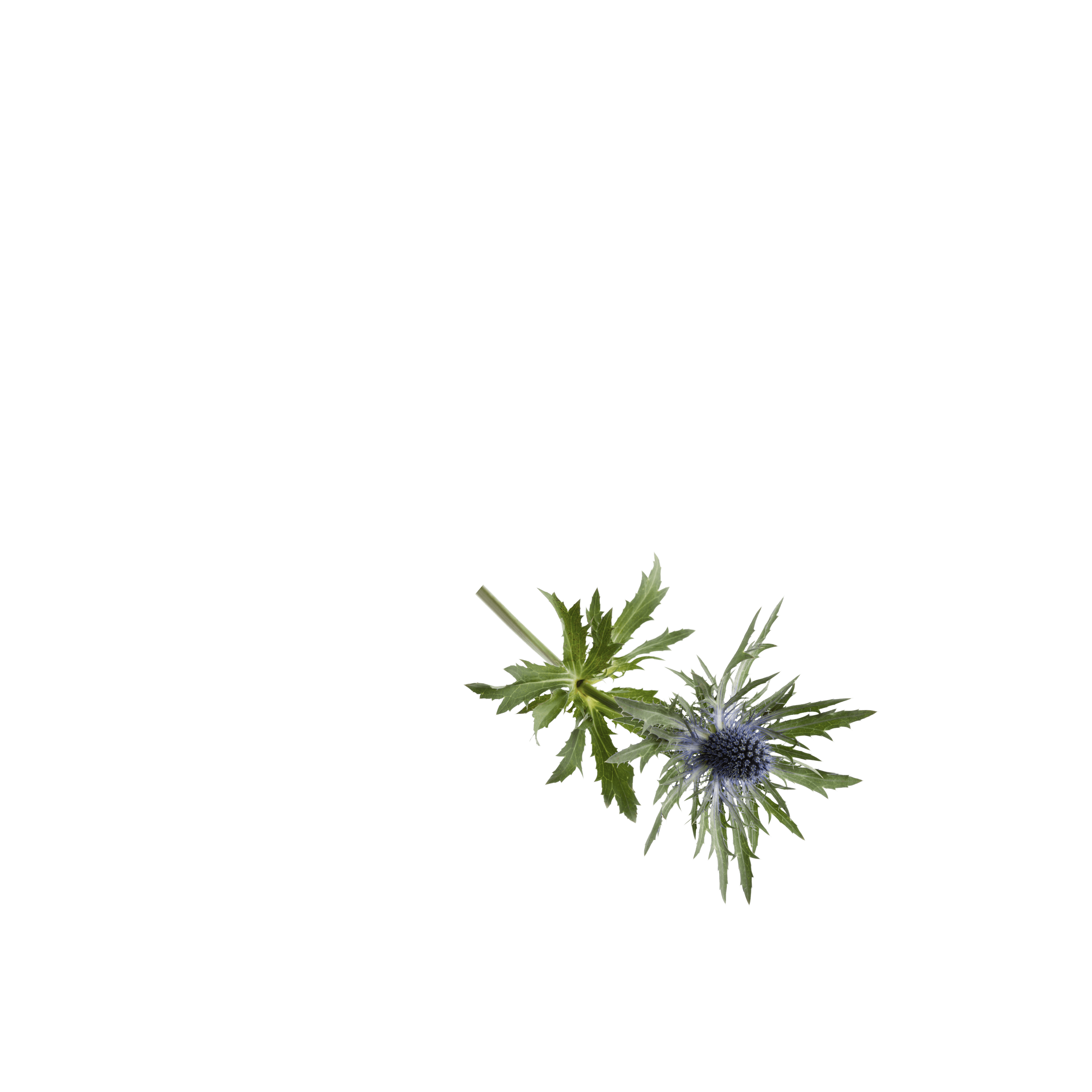 Wild Atlantic Distillery - Northern Irelands Award Winning Distillery